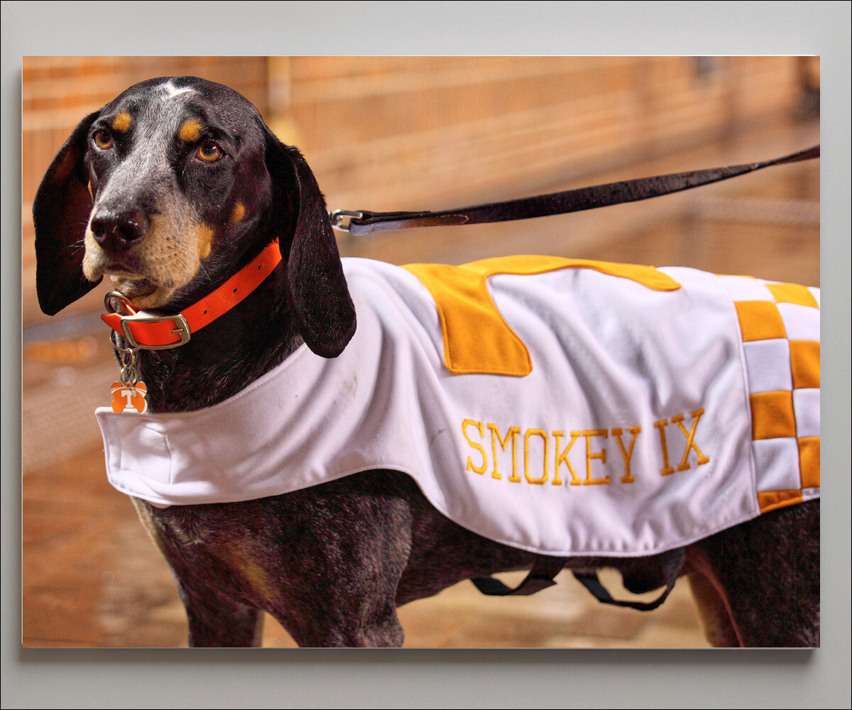 Vols Smokey Logo