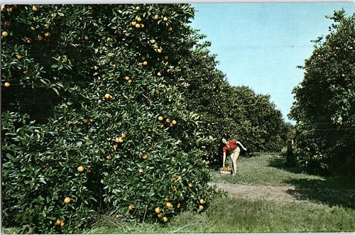 Chrome FARM SCENE Silver Springs Grove In Ocala Florida FL m/30 AH8373 ...