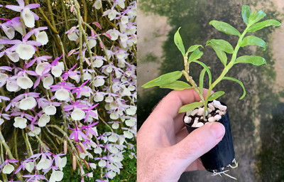 RON Dendrobium Orchid Den. primulinum (Thai) Wild made cross 50mm pot ...