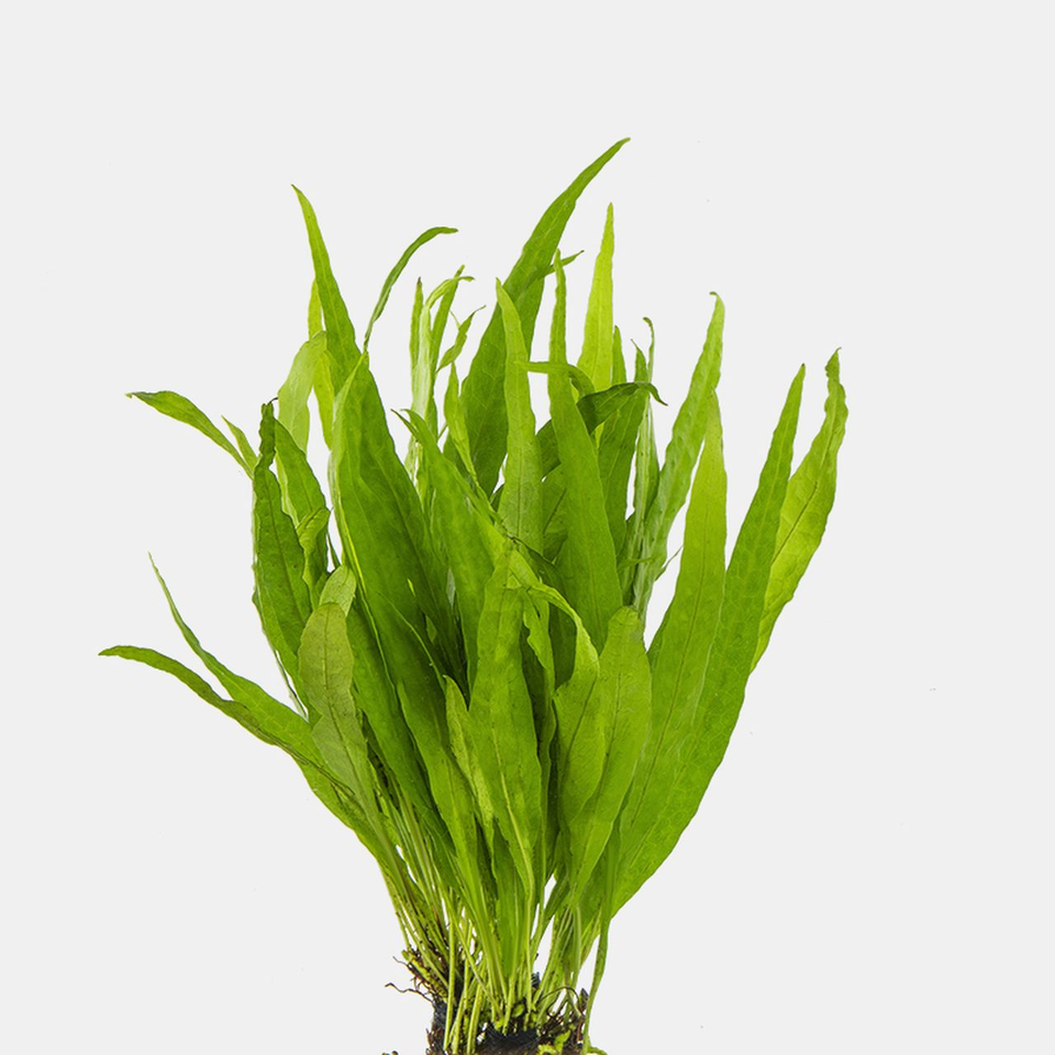 JAVA FERN NARROW BEAUTIFUL TROPICAL OXYGENATING HEALTHY AQUARIUM PLANTS ...