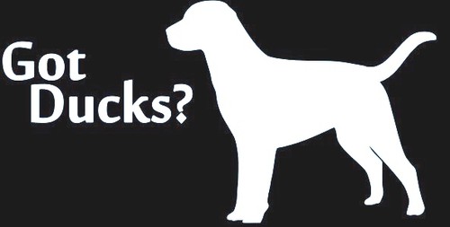 8" Wide. Got Ducks? Window Decal ~ White or Choose Color | eBay