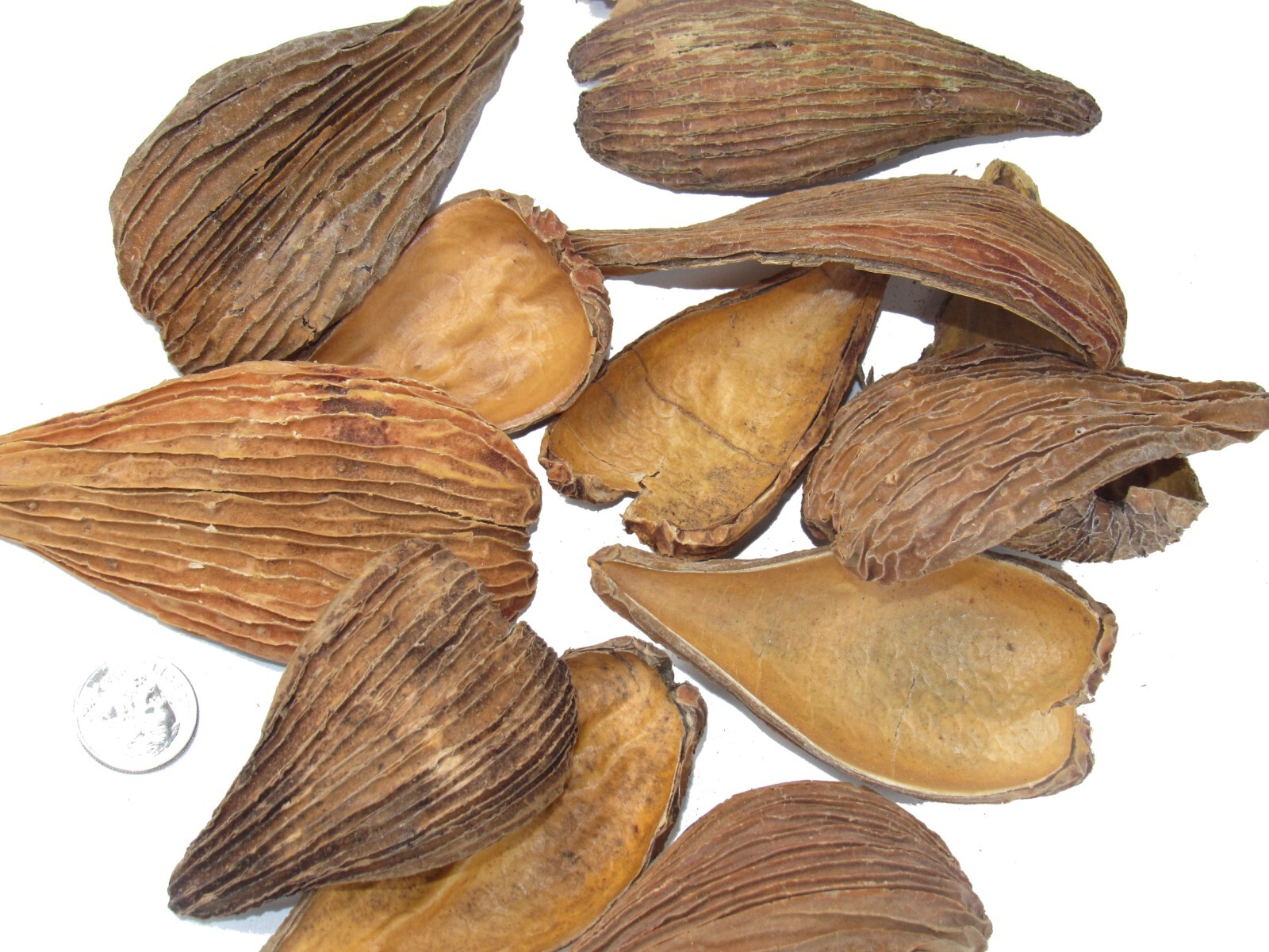 ARTI PODS crafts dried floral seed vase filler botanicals aquarium ...