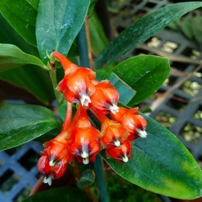 Anthopterus wardii-spectacular fairly compact Neotropical blueberry-lg ...