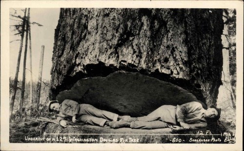 Washington WA Logging Tree Sequoia 1930s-50s Real Photo Vintage ...