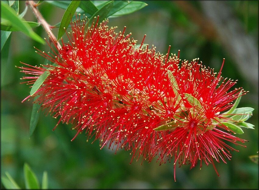 Callistemon rigidus | Red Cluster Bottlebrush Tree | Clemson Hardy | 50 ...