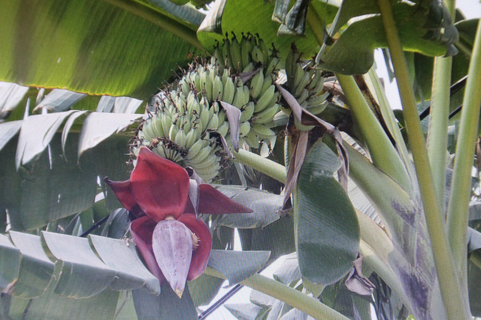 10 Seeds Musa Acuminata Subsp. Accuminata, Wild Banana, Dwarf Banana ...