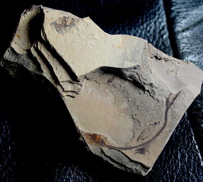 Salmoniformes - Rare Oligocene fossil fish | eBay