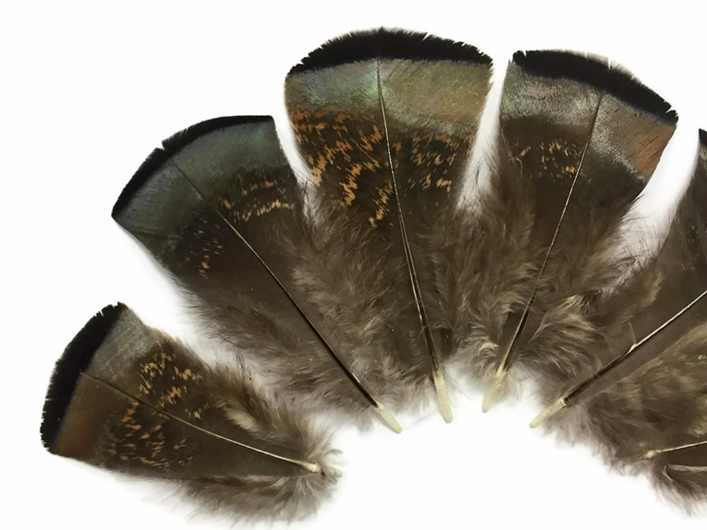 5 Pieces - Small Wild Bronze Turkey Flats Feathers, Fly Tying, Smudging ...