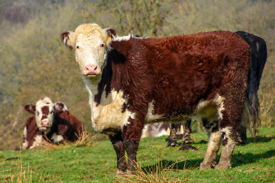 Photo 12x8 Mid Devon : Cattle Grazing Brownheath Cows in a field near ...
