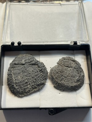 Brachiopod Juresania fossil #1 | eBay