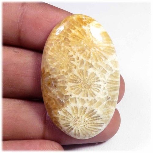 Yellow Fossilized Coral Cabs Oval Shape Natural Fossil Gemstone 37x23 ...
