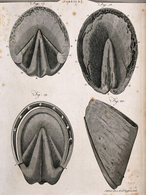 13538.Wall Decor Poster.Room Interior home office design.Horse drawing ...