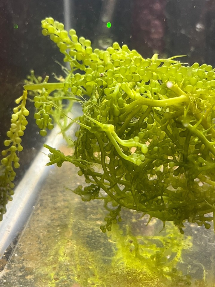 Live Grape Caulerpa Macro Algae | eBay