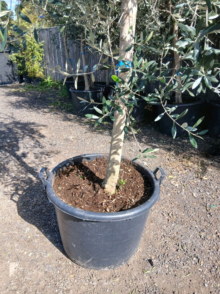 European Olive Tree Hardy Evergreen 160L Pots 250cm + Huge Heads A* ...