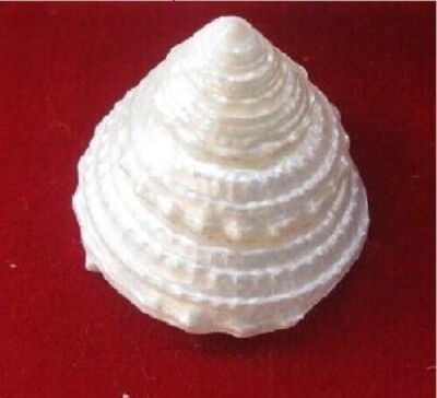 Moti Shankh /Mother of Pearl/Pearl Conch Shell Hindu Laxmi Pooja ...