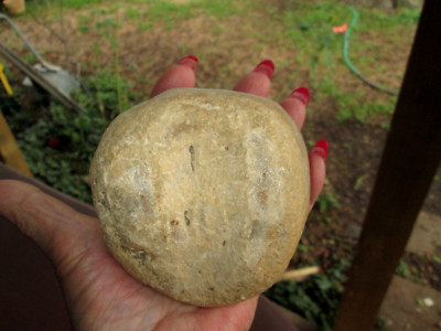 LAKE WACO 1980 Texas Fossil Echinoid Holaster Simplex Cretaceous Age 2 ...