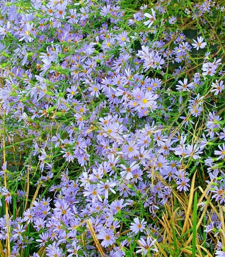 101+SKY BLUE ASTER Seeds Perennial Native Wildflower Summer Fall Flower ...
