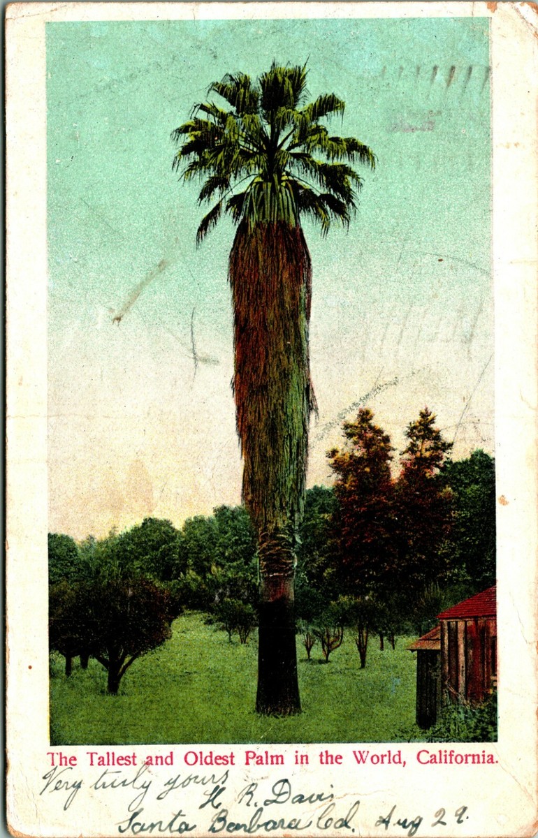 Tallest Palm Tree In The World