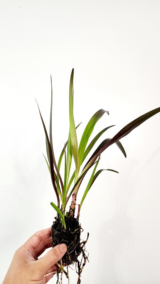 Red Bog Lily Tropical Marginal Aquatic Pond/Bog Plant - Buy 2 Get 1 ...