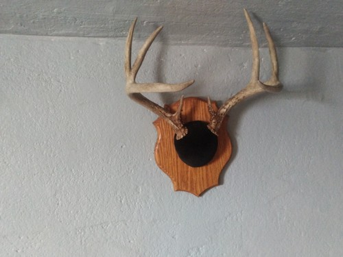 Large Tall Whitetail Buck Deer Antler Rack On Plaque | eBay
