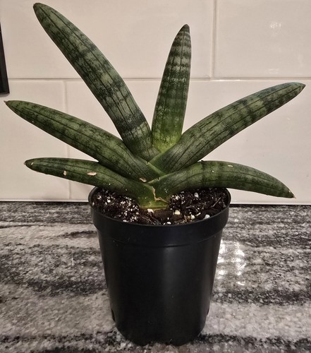 Sansevieria cylindrica 'Boncel' Starfish Snake Plant Rare 7.5in Wide 5 ...