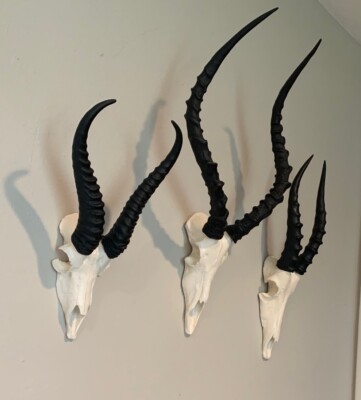 Set of 3 African skulls blesbok springbok impala Faux Taxidermy ...