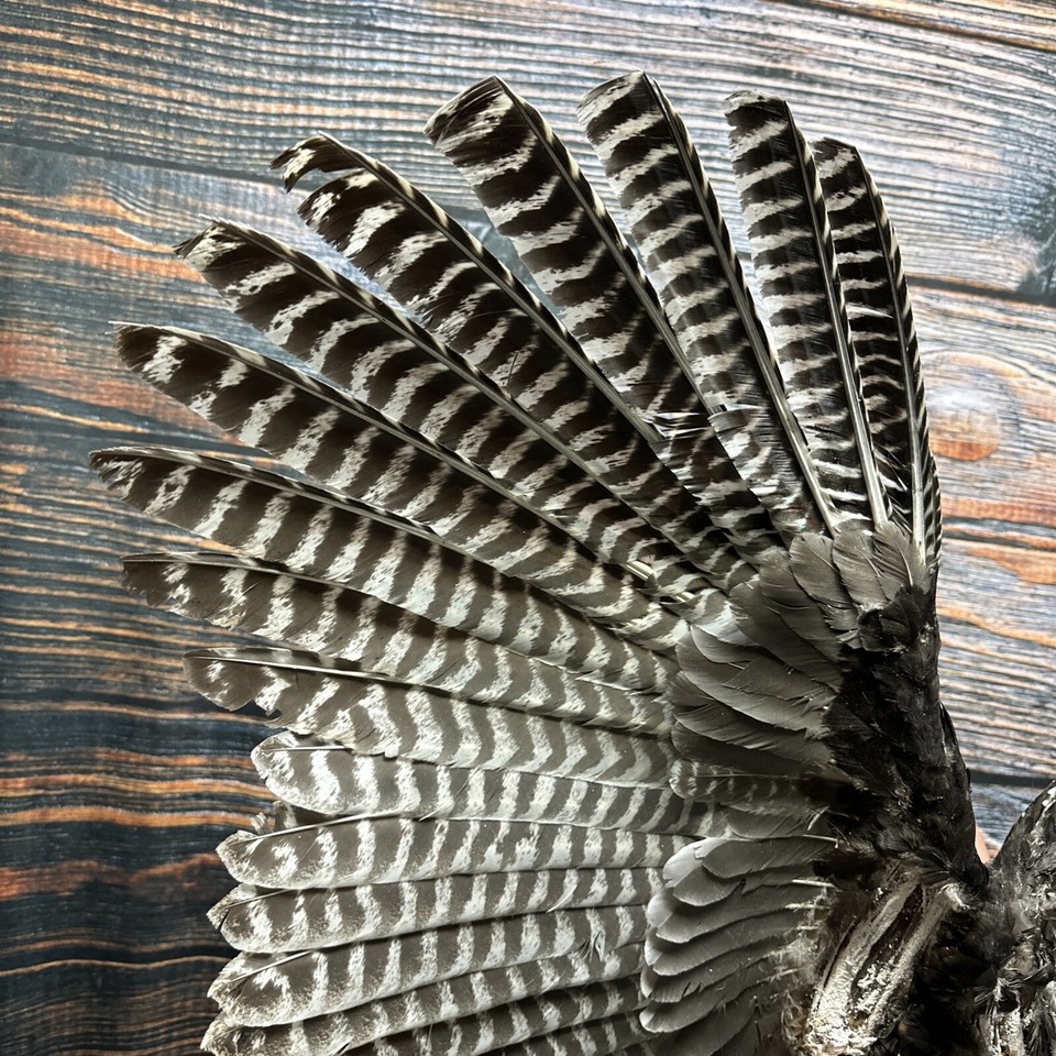 Wild turkey Wings Merriam feather millinery decoy turkey tail bustle ...