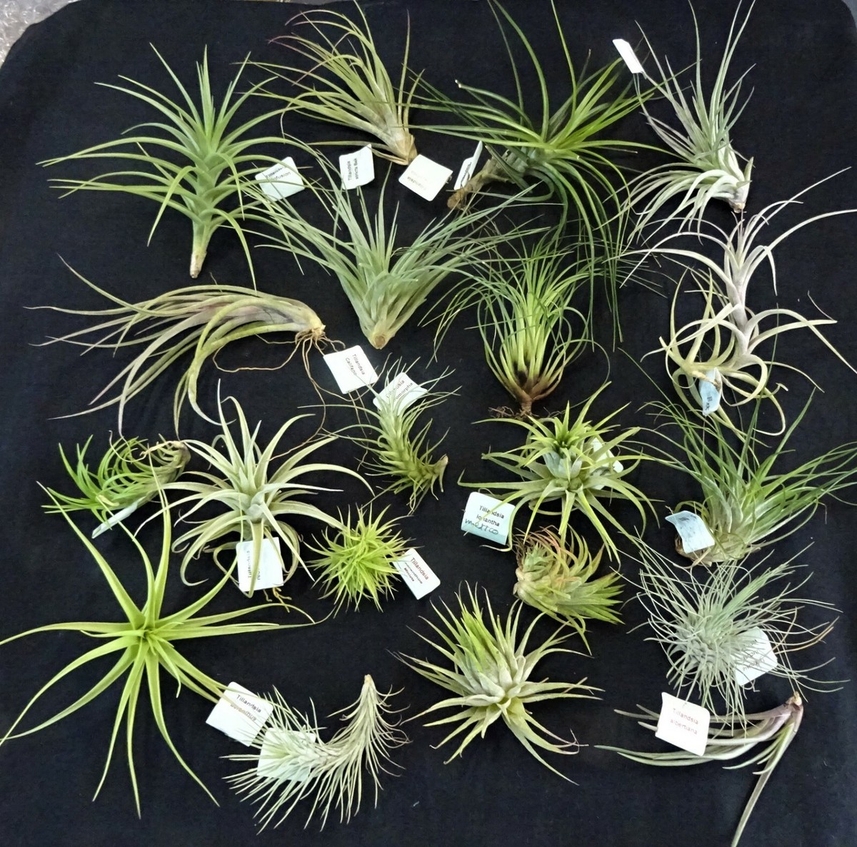 Tillandsia Bromeliad Air Plants Care Air Plant Care: 6 Easy Tricks To