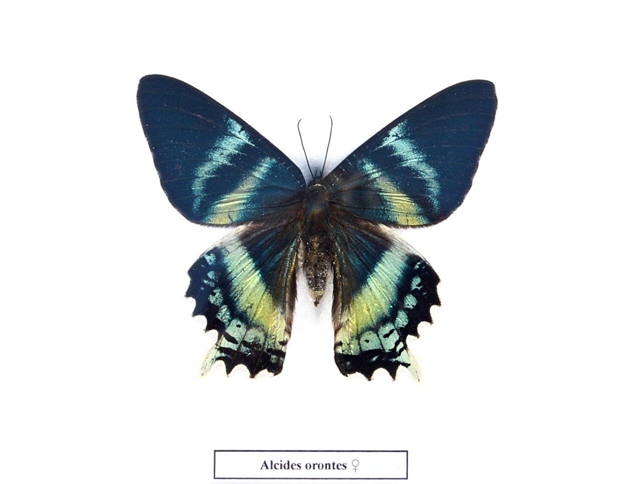 REAL ALCIDES ORONTES MOTH IN FRAMED DISPLAY: TAXIDERMY | eBay