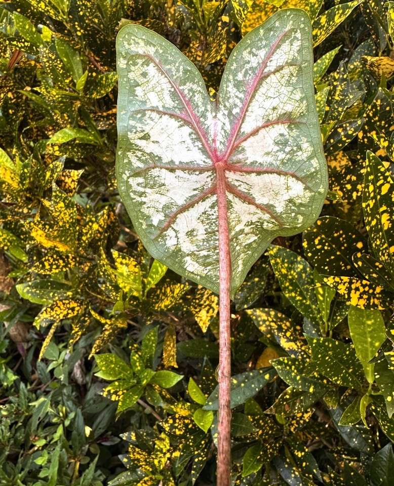 Caladium Established Variegated Aroid Indoor Outdoor Plant Corm CF ...