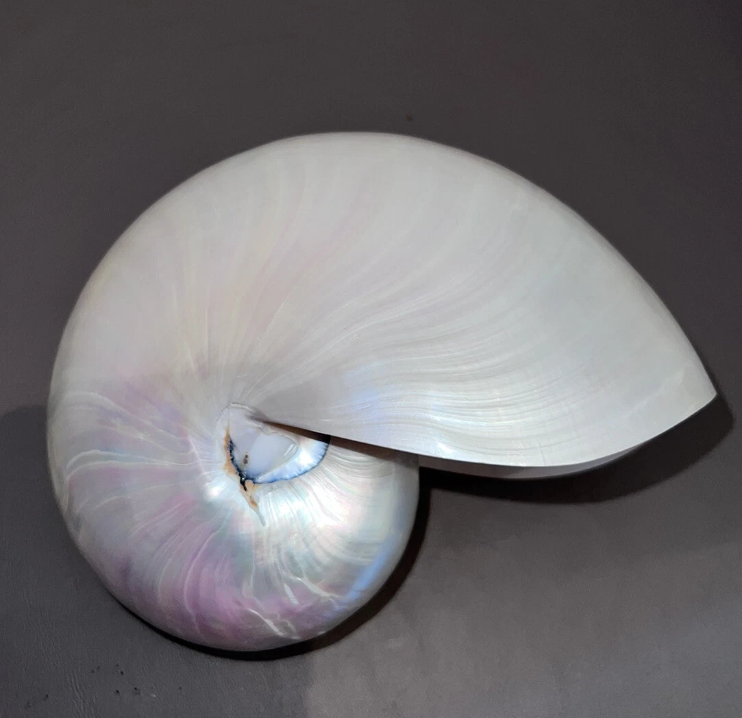 Pearl Nautilus Seashell