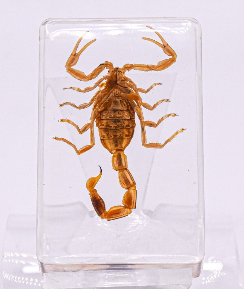 44mm Golden Scorpion in Clear Lucite Resin Science Education Collection ...