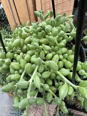 String of Watermelons Senecio herreanus Succulent Plant In 6” pot | eBay