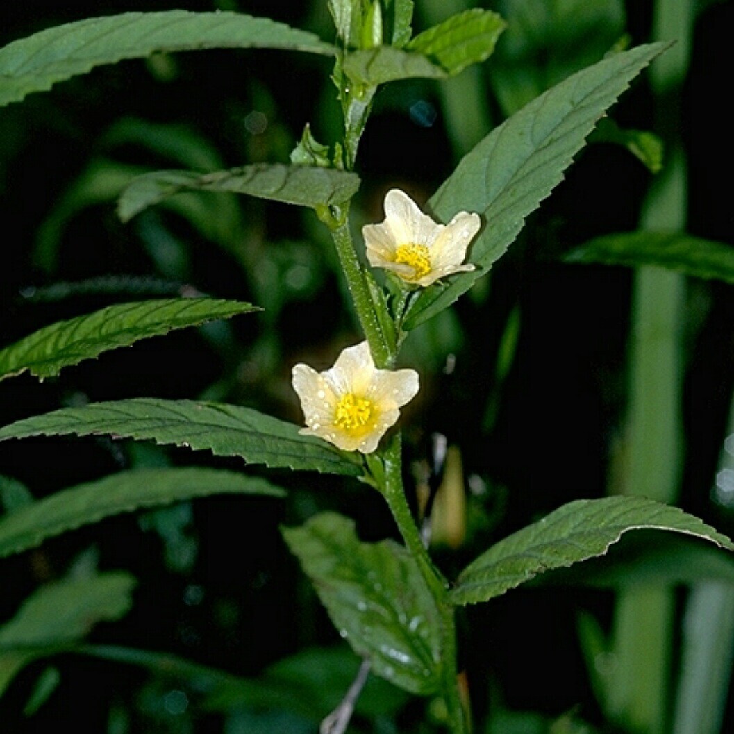 Sida Acuta Look Alikes