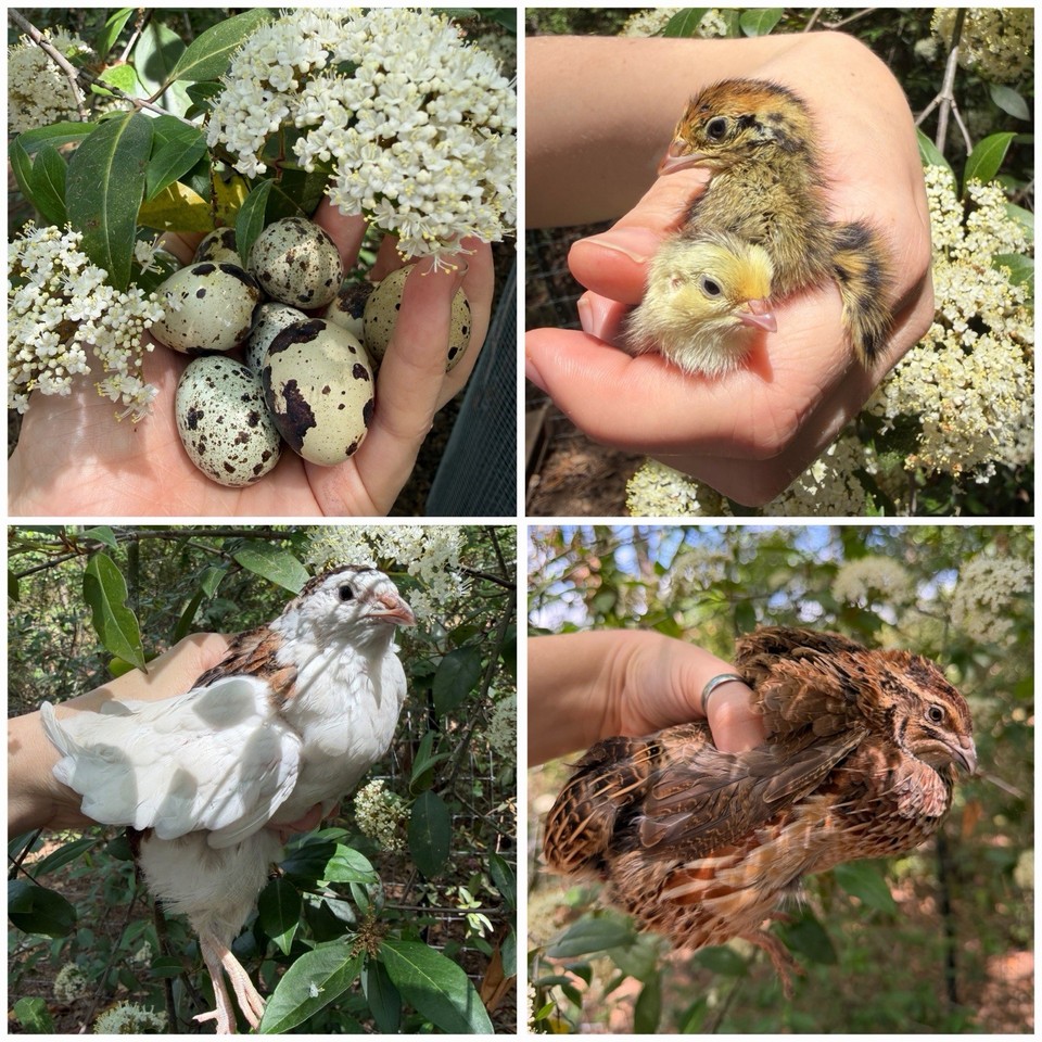 6+ Jumbo Coturnix Celadon Quail Hatching Eggs NPIP Certified Rare ...