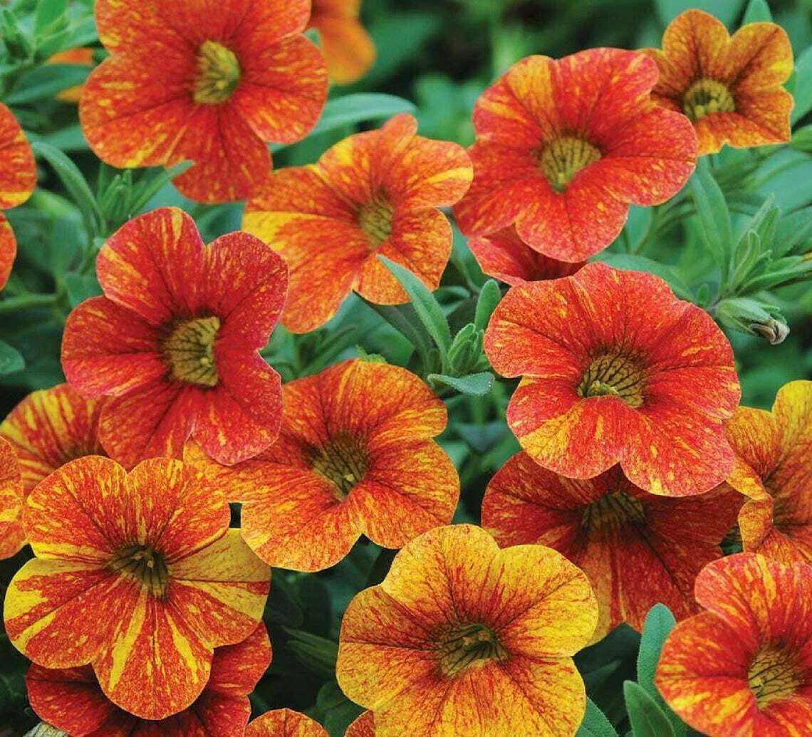 Yellow Petunia Flower
