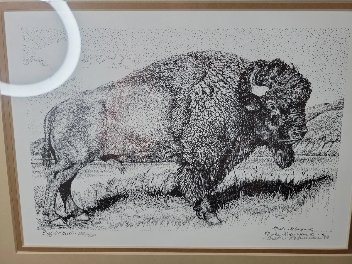 Buff Bull Drawings