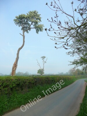 Photo 6x4 Ancient pear trees Forthampton These venerable old perry pear ...