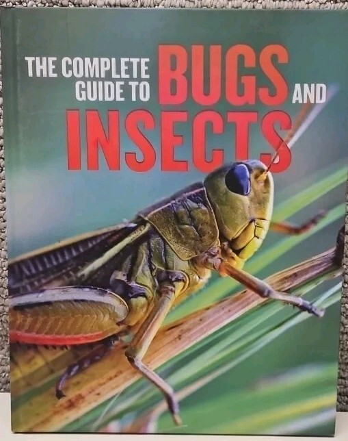 Insects And Bugs Chart Bed Bug (Cimex Lectularius) Identification