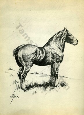 1936 Horse Art by Dan Muller - The Percheron - BOOK PAGE LITHO ART ...
