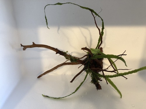 Live Aquarium Plant Java Fern on Gorgeous Gold Vine Driftwood | eBay