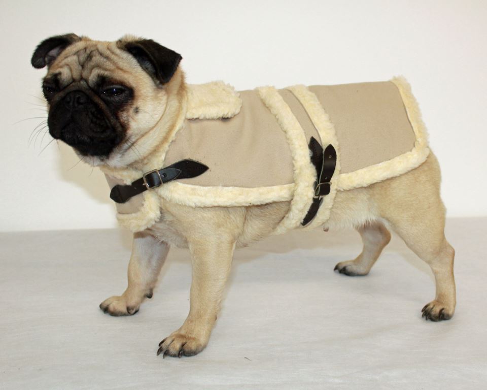 FLYING JACKET DOG COAT FUR LINED & LEATHER STRAPS - MADE IN THE UK | eBay