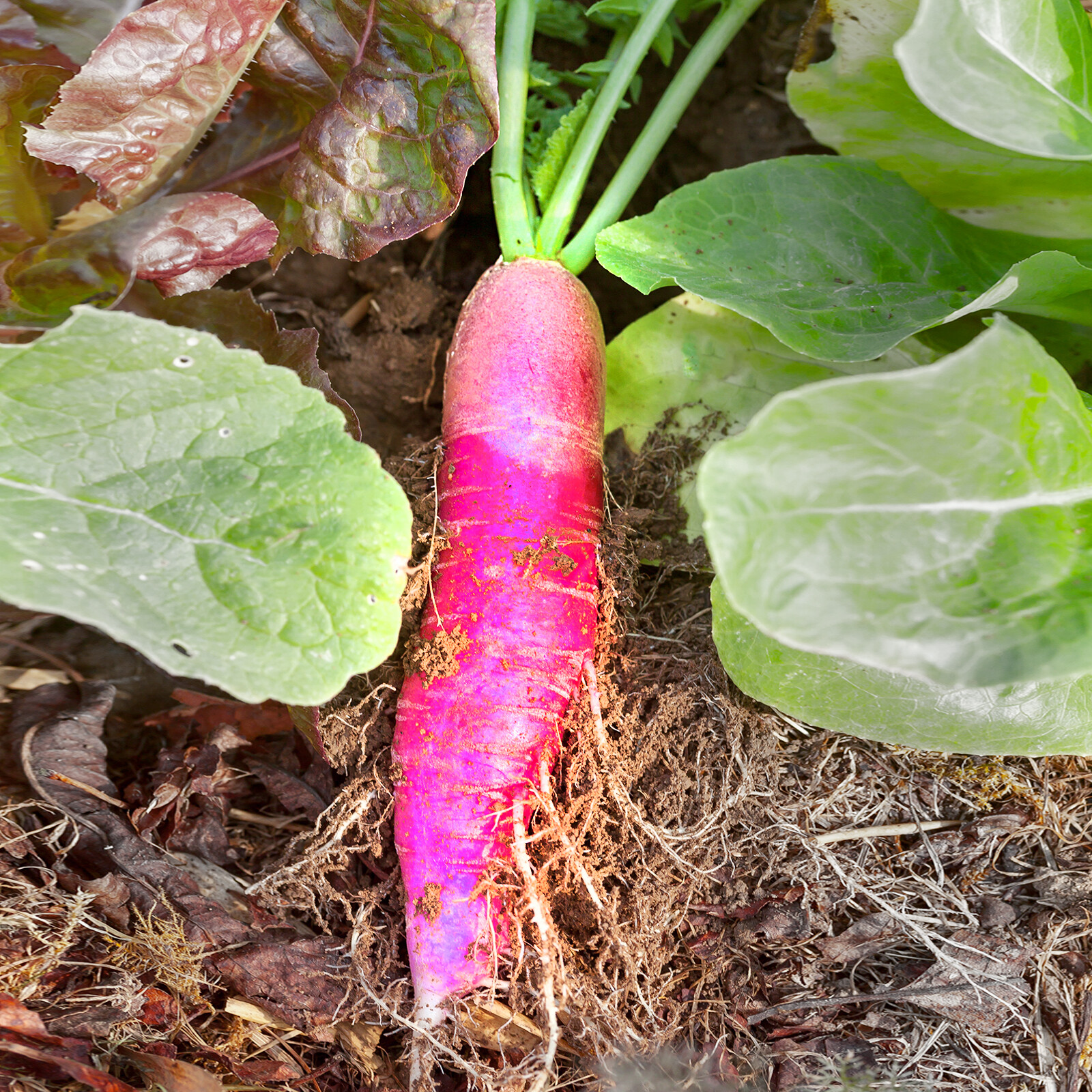 Winterrettich BLAUER HERBST UND WINTER Samen 100 lila zart milde Sorte ...