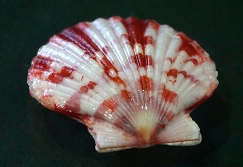 Annachlamys Reevei 48 mm GEM RARE specimen Unusual " color pattern WOW!!! | eBay