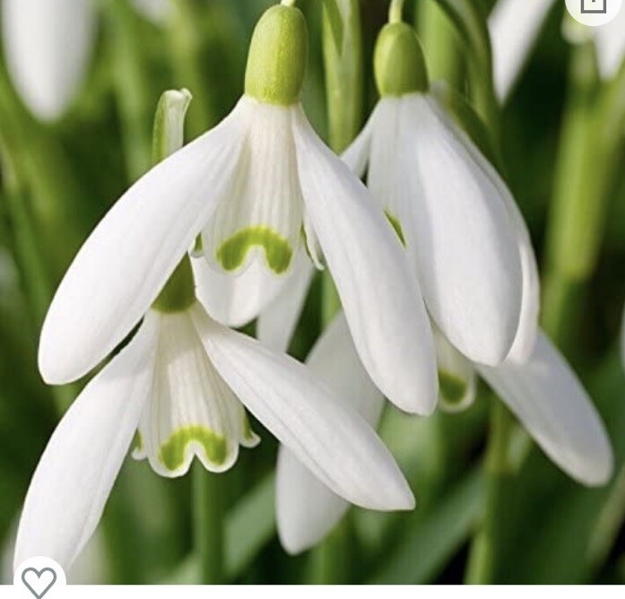 100 English Single Snowdrop Bulb actively Growing will flower this ...