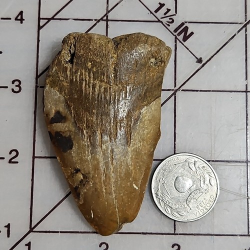 TNT: 2.76" Extinct Megalodon Shark Tooth 100% Natural Fossil Specimen ...