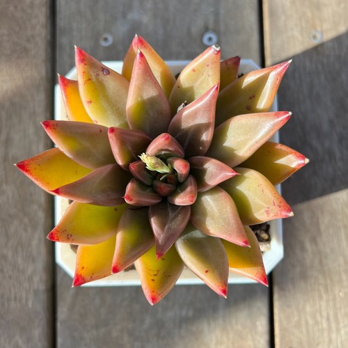 🌟 Echeveria Psyche *Rare Find Succulent Rooted in 10cm Pot | eBay Australia