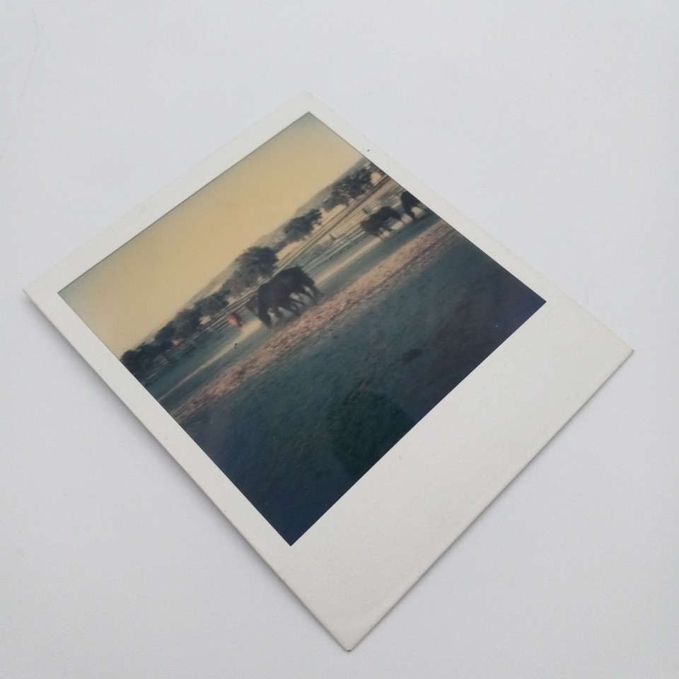 Vintage Polaroid Photo Horses Farm Field Trees Landscape Sky Found Art ...