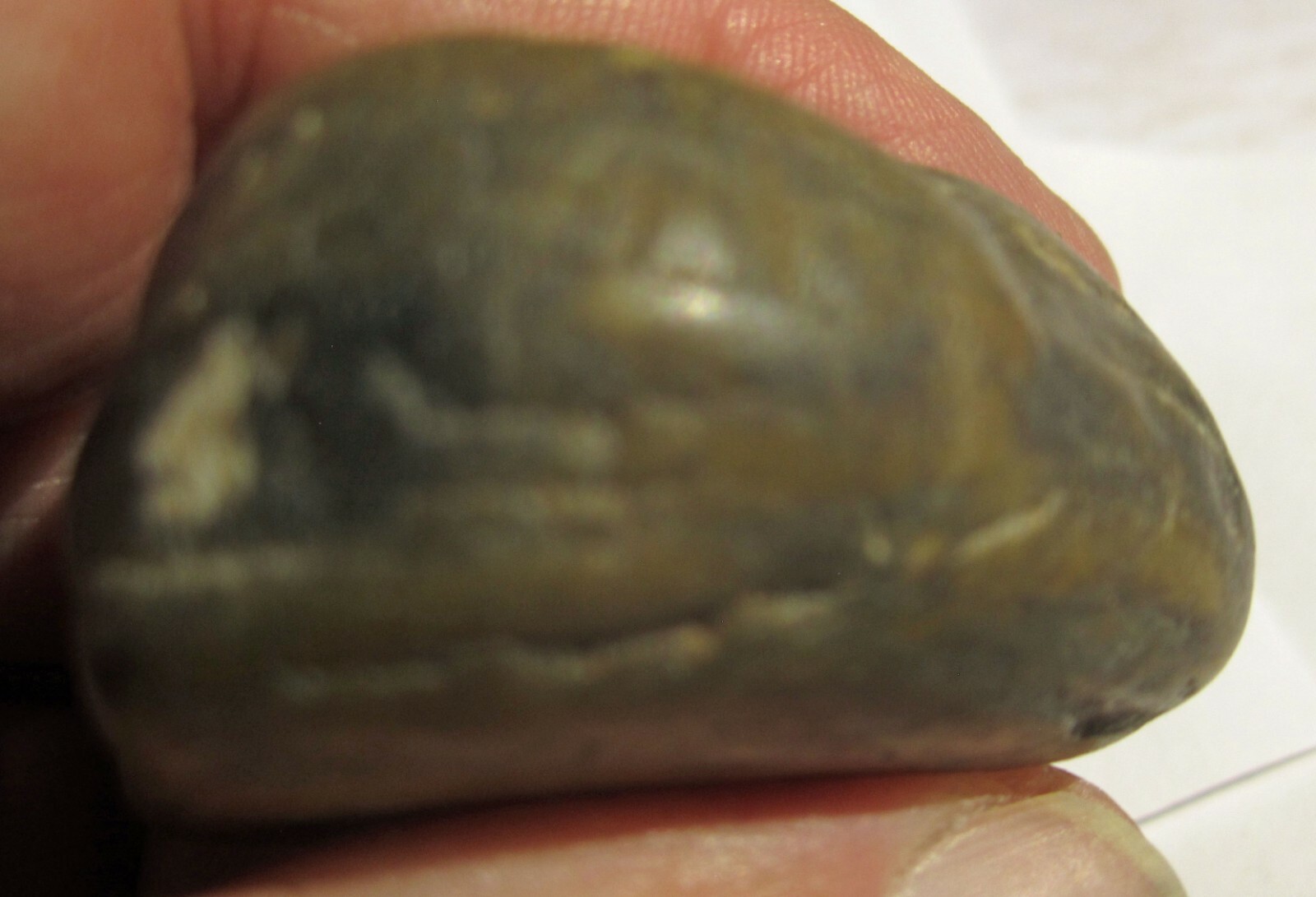 Utah Dinosaur gastrolith (stomach stone or gizzard stone) 1.6 ounce ...