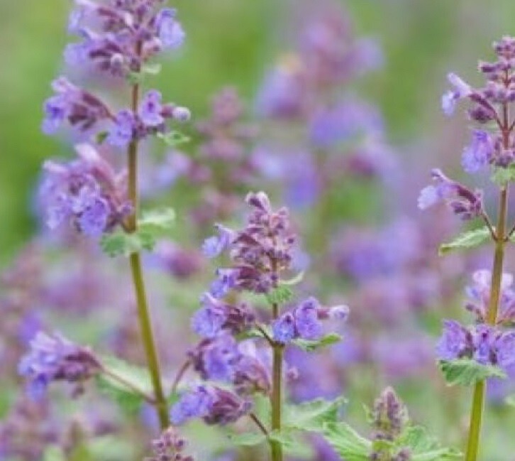 H012 CATNIP x100 seeds Nepeta Cataria Aromatic Ornamental Plant | eBay